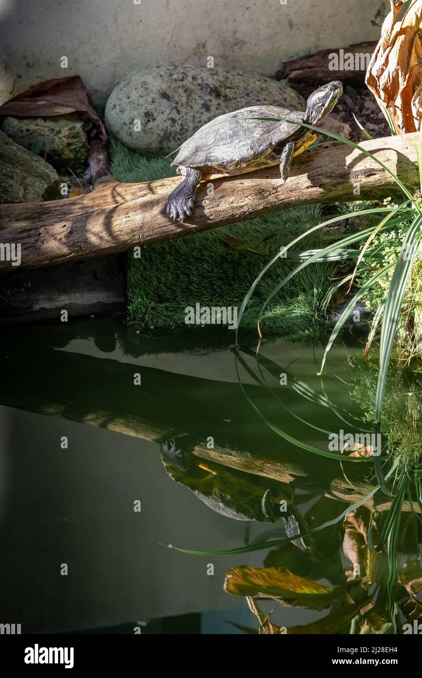 close-up of a red eared slider in a beautiful green environment. the ...