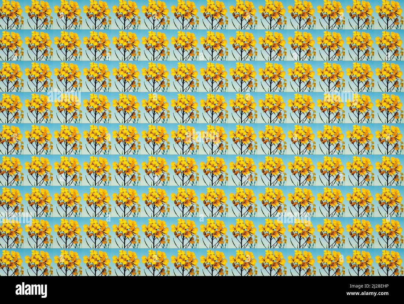 3D rendering seamless pattern with beautiful mustard flowers Stock ...