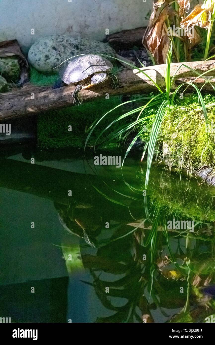 close-up of a red eared slider in a beautiful green environment. the ...