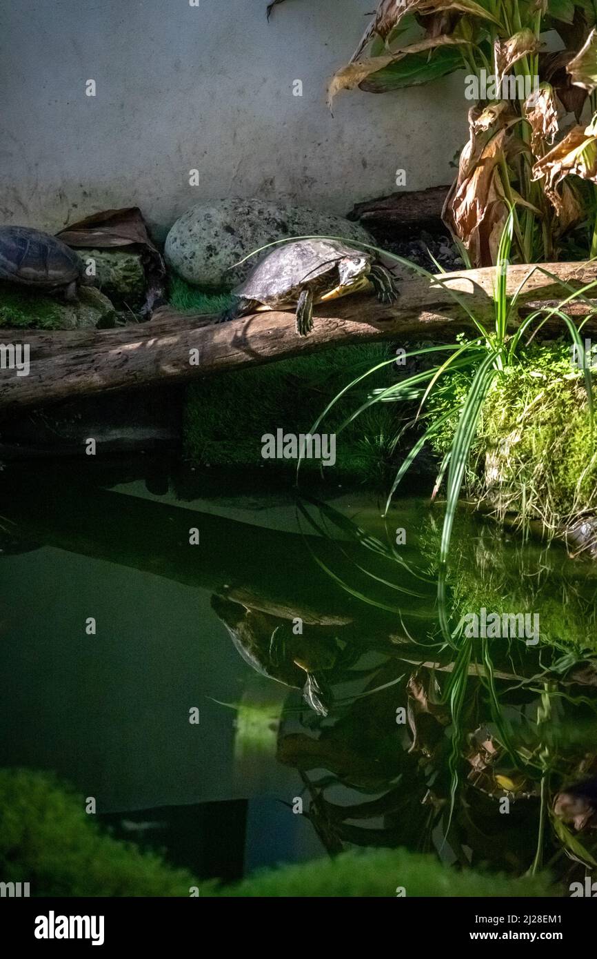 close-up of a red eared slider in a beautiful green environment. the ...