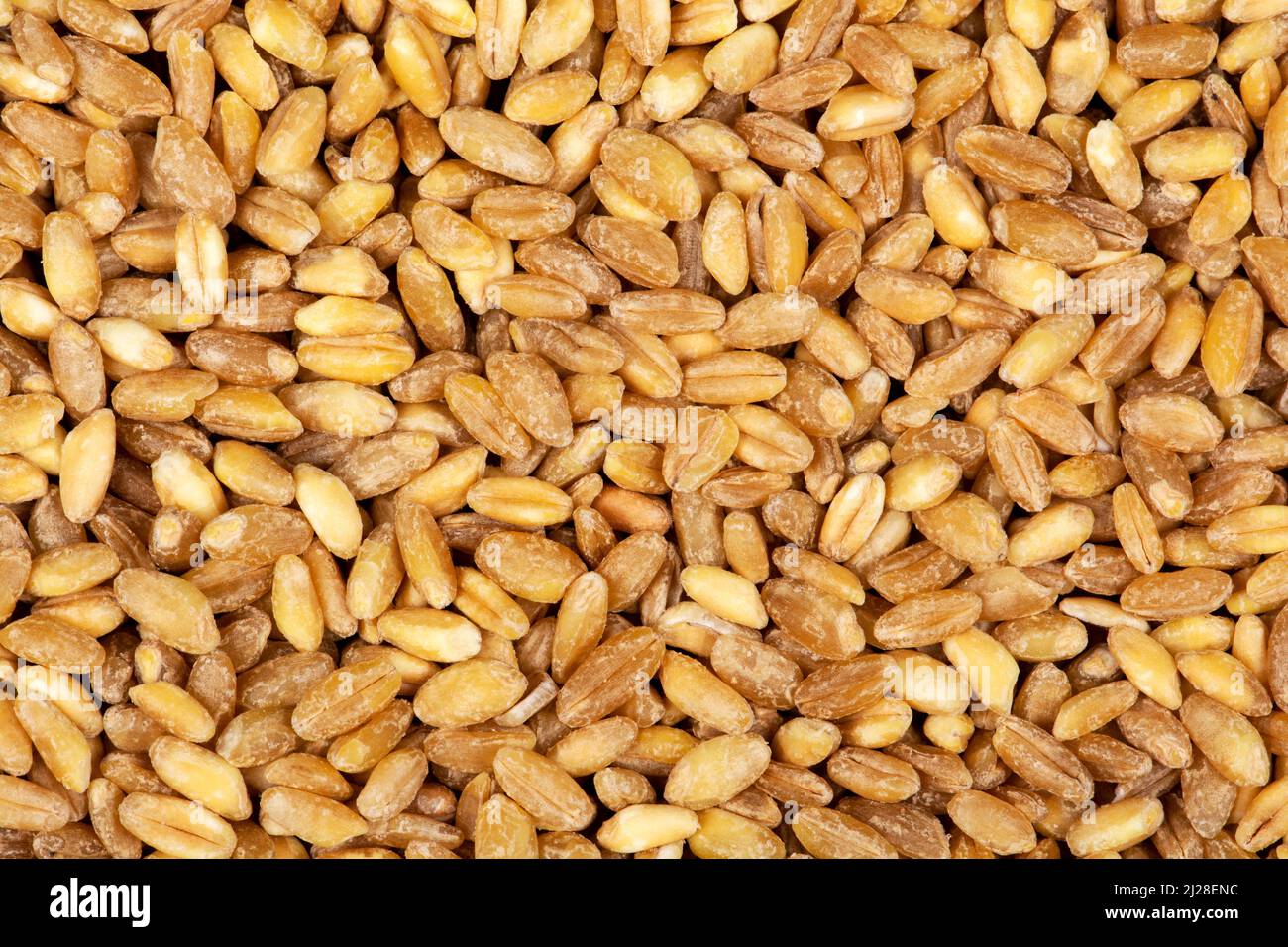 Close-up view wheat grains as background. Agricultural background Stock ...