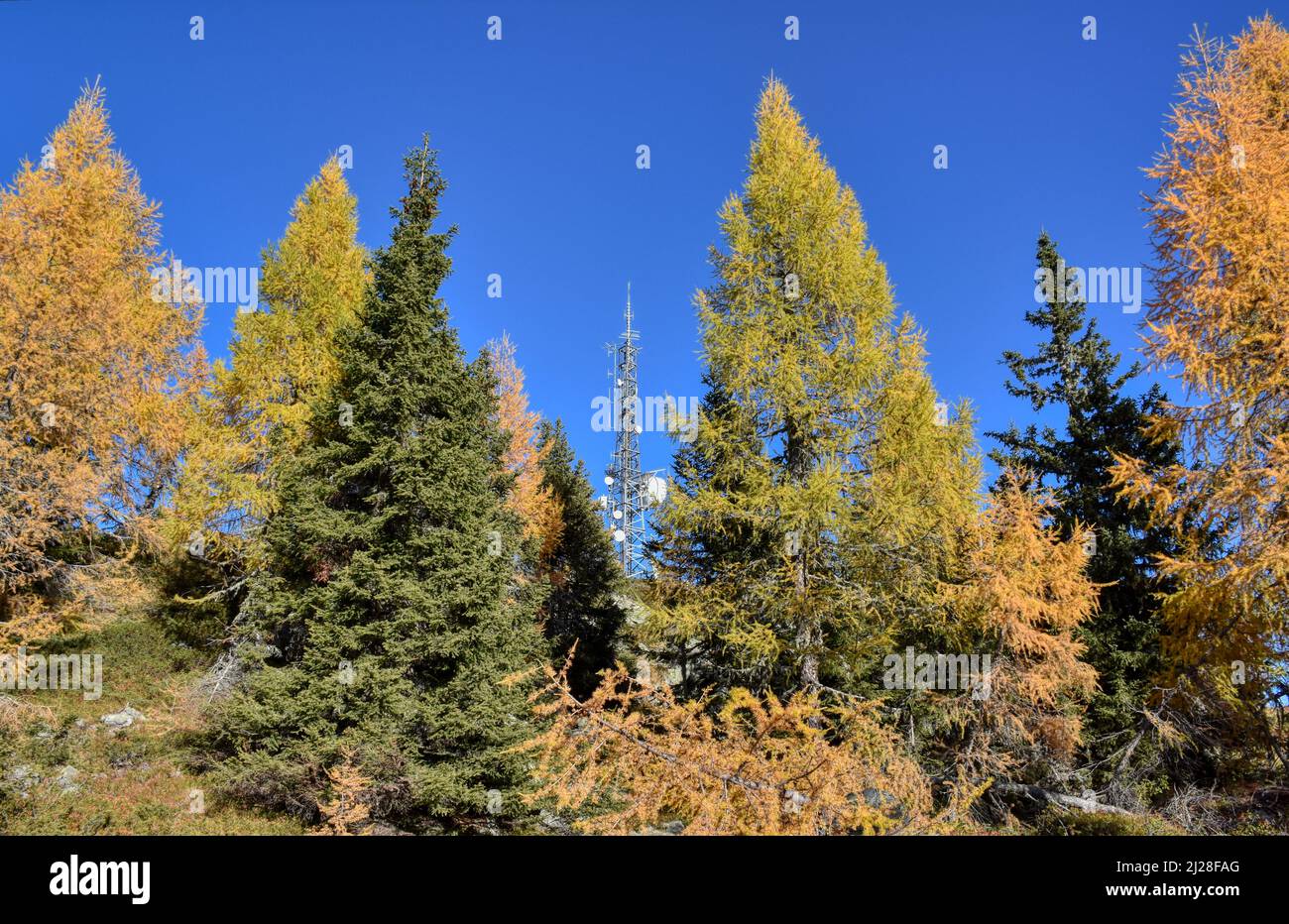 Gesamtheit Der Bltter Baum