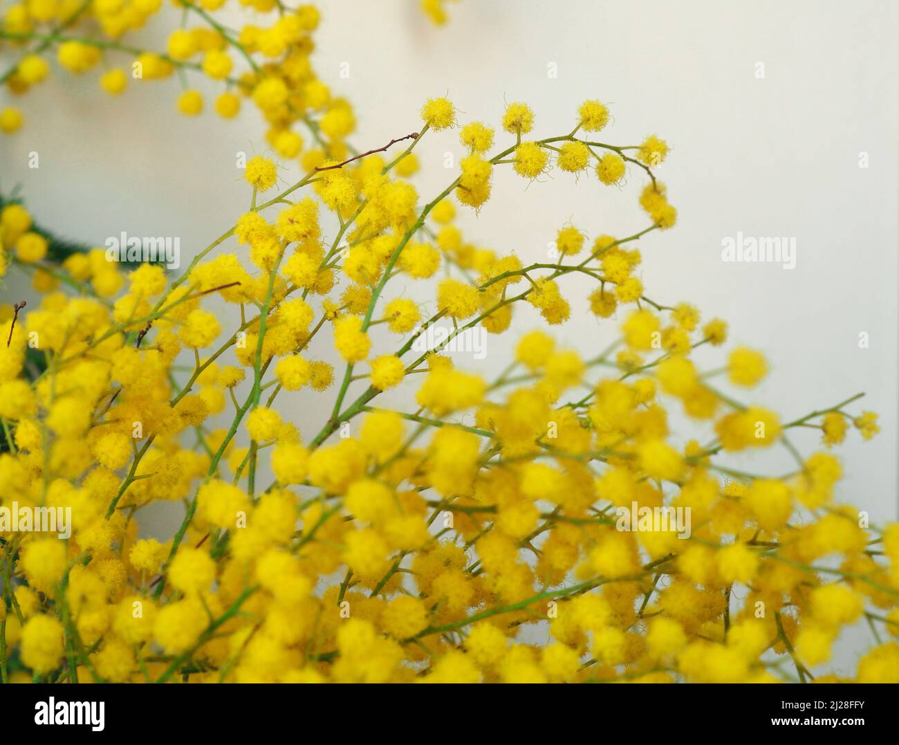 mimosa aka silver wattle scientific name Acacia dealbata yellow flower ...