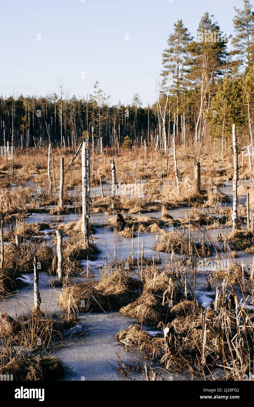 swamp with frozen water and dry grass Stock Photo - Alamy