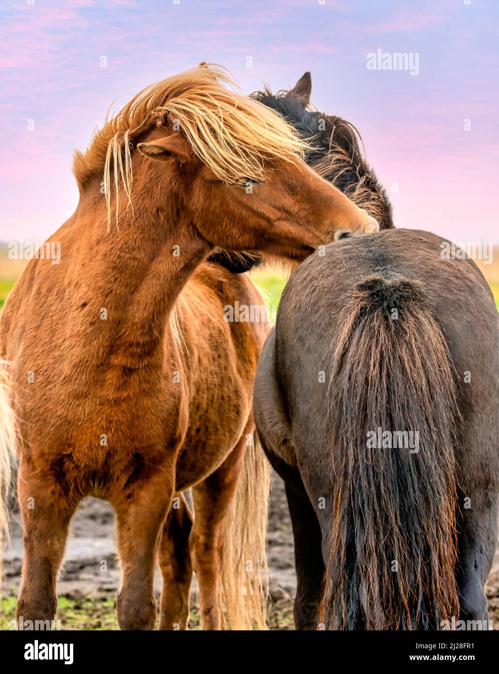 Two Icelandic horses mutually grooming by scratching and nibbling on ...