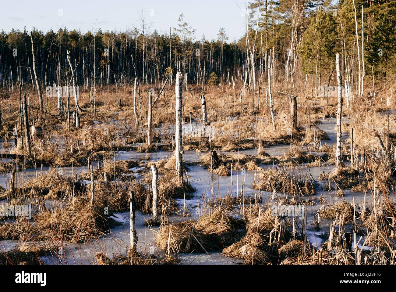 Swamp floodplain hi-res stock photography and images - Alamy
