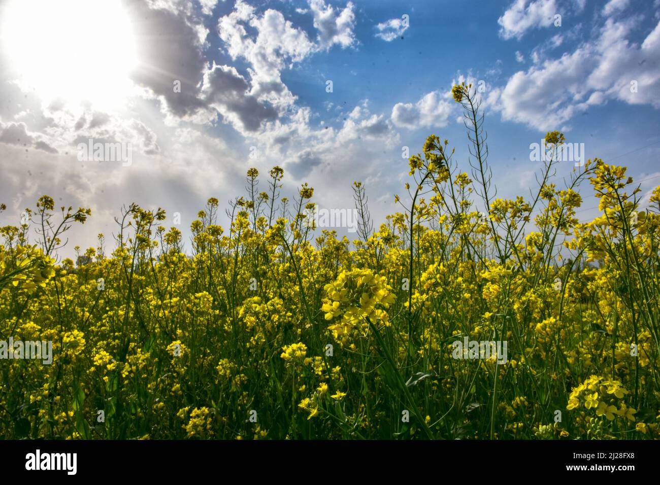 Mustard fields seen in full bloom during a sunny spring day on the ...