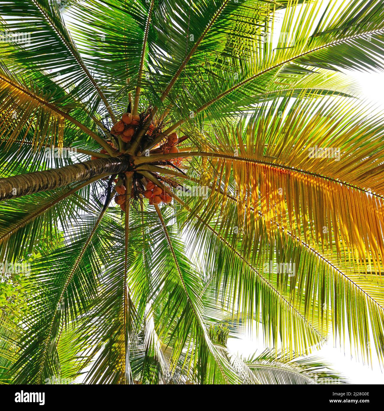 coconut tree background Stock Photo - Alamy