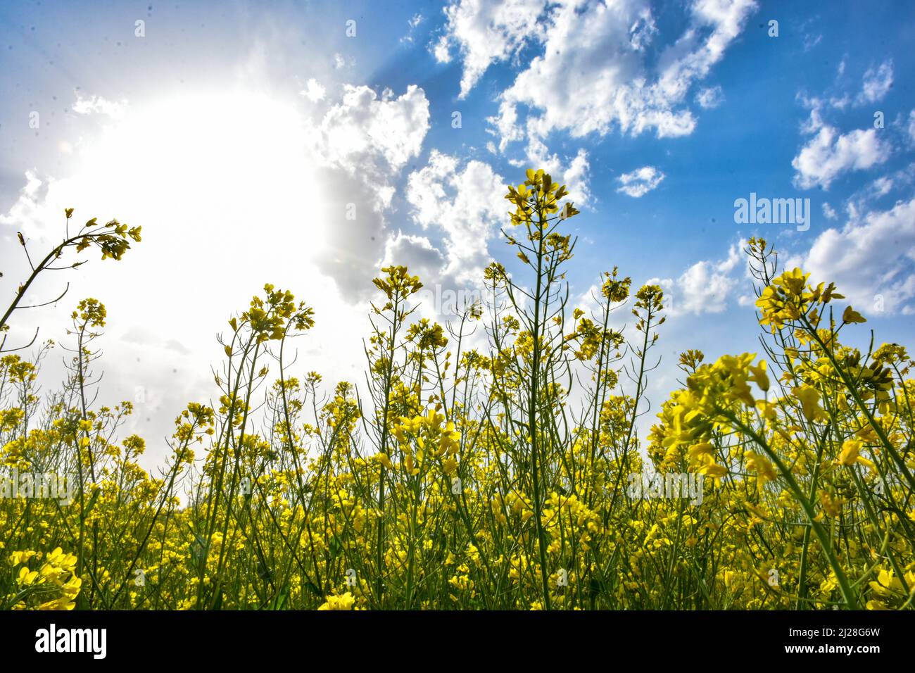 Mustard fields seen in full bloom during a sunny spring day on the ...