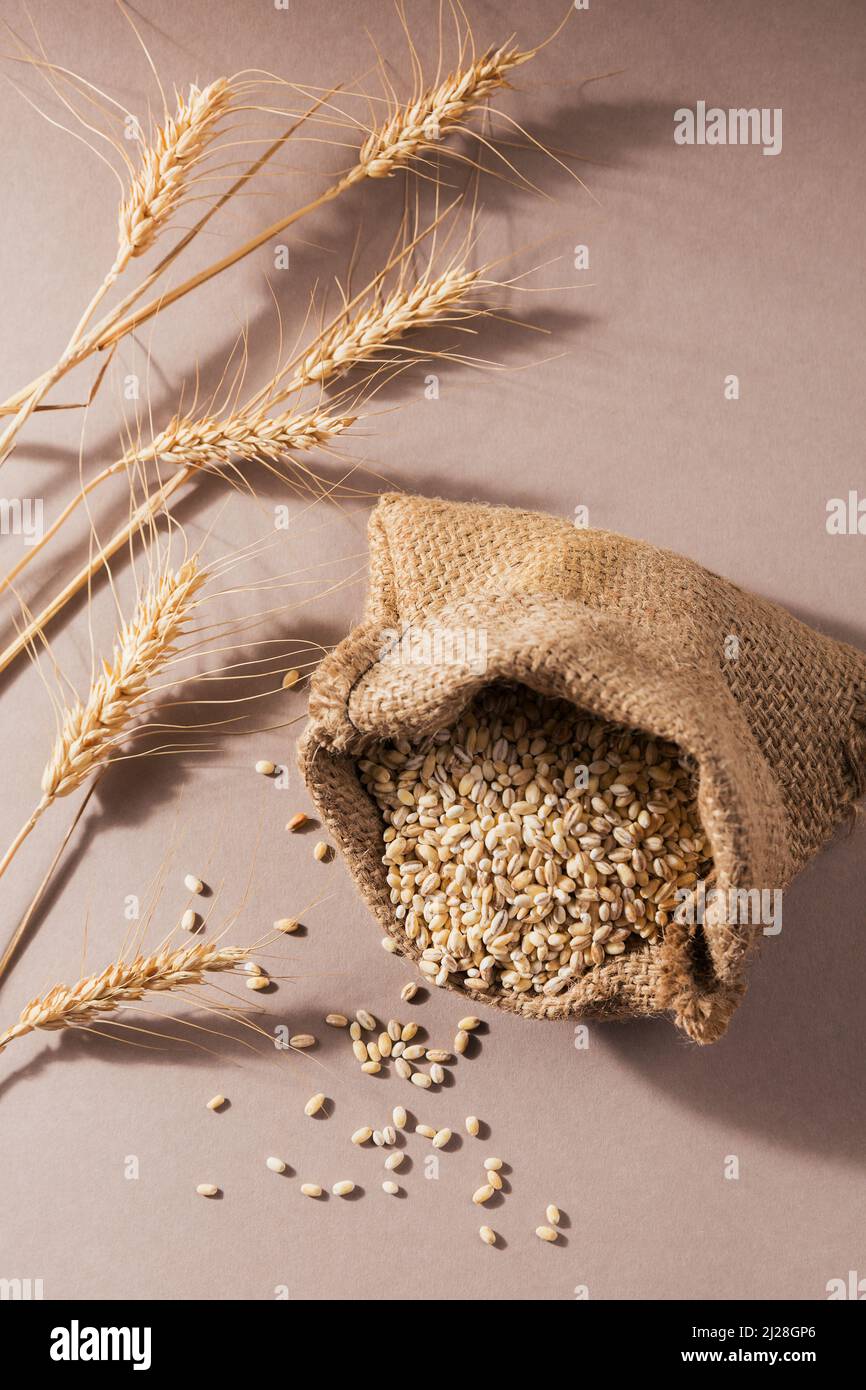Burlap bag of dry raw broken pearl barley cereal grain on light beige ...