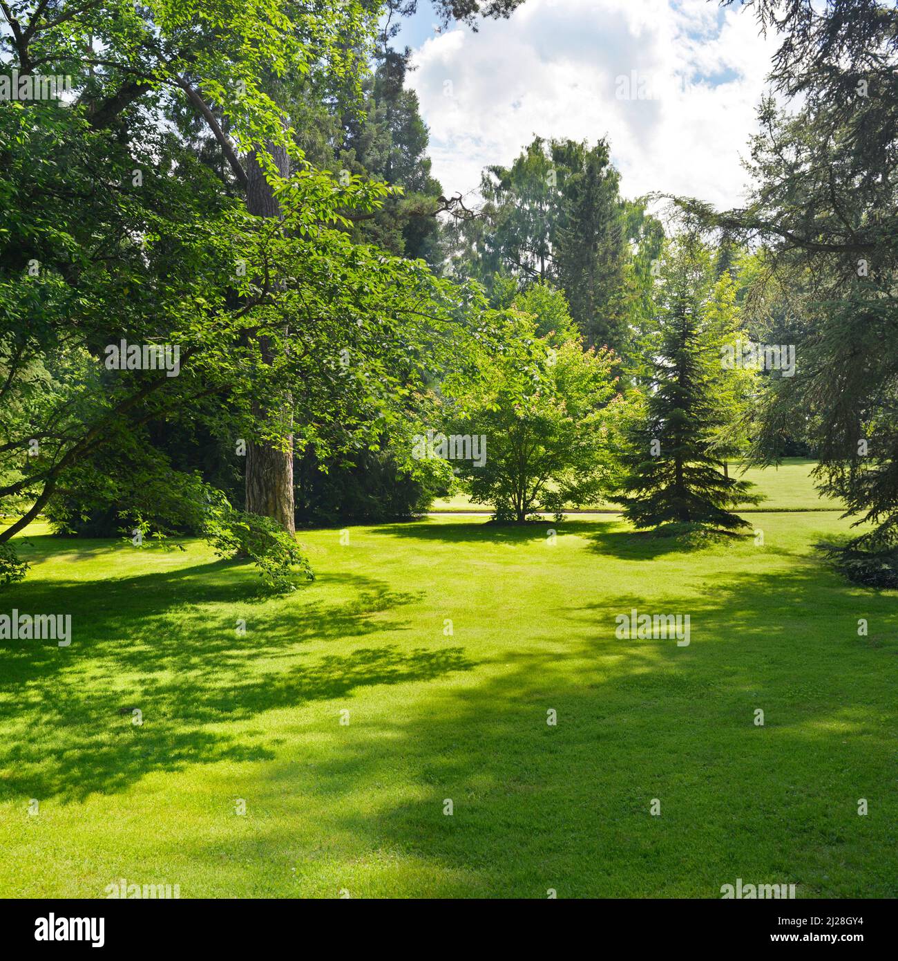 beautiful clearing in the woods in sunlight Stock Photo - Alamy