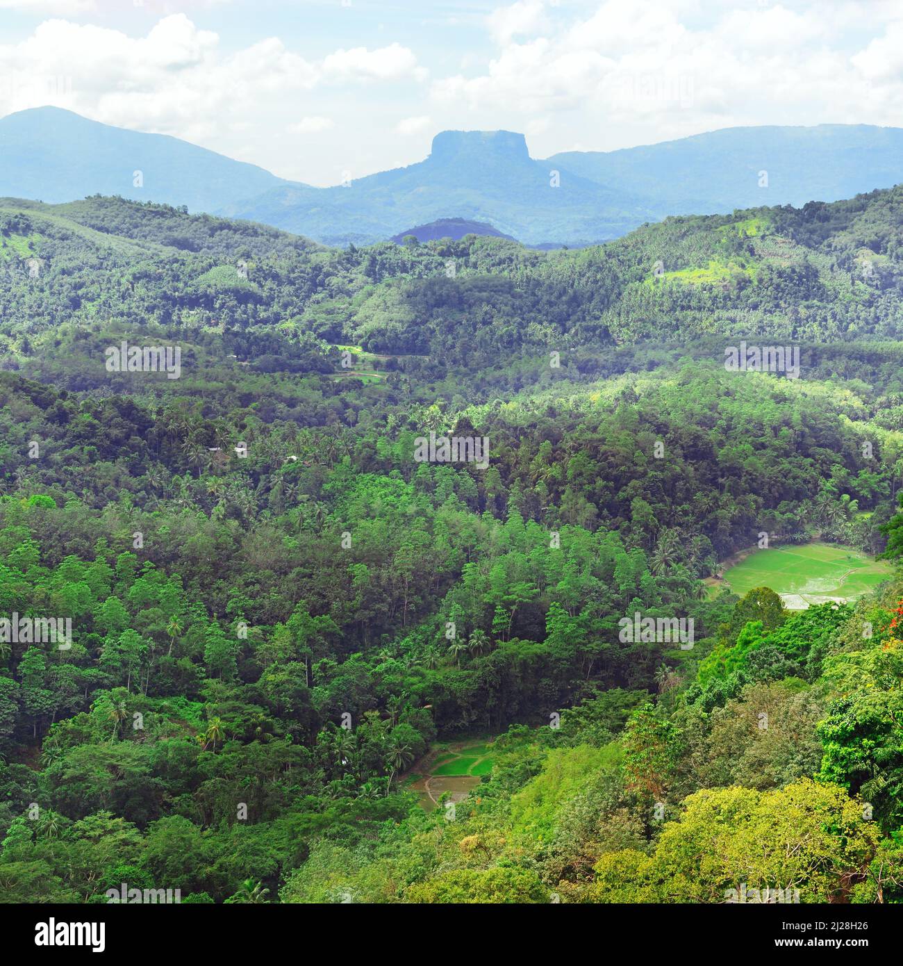 Mountains on island of Sri Lanka covered forest Stock Photo - Alamy