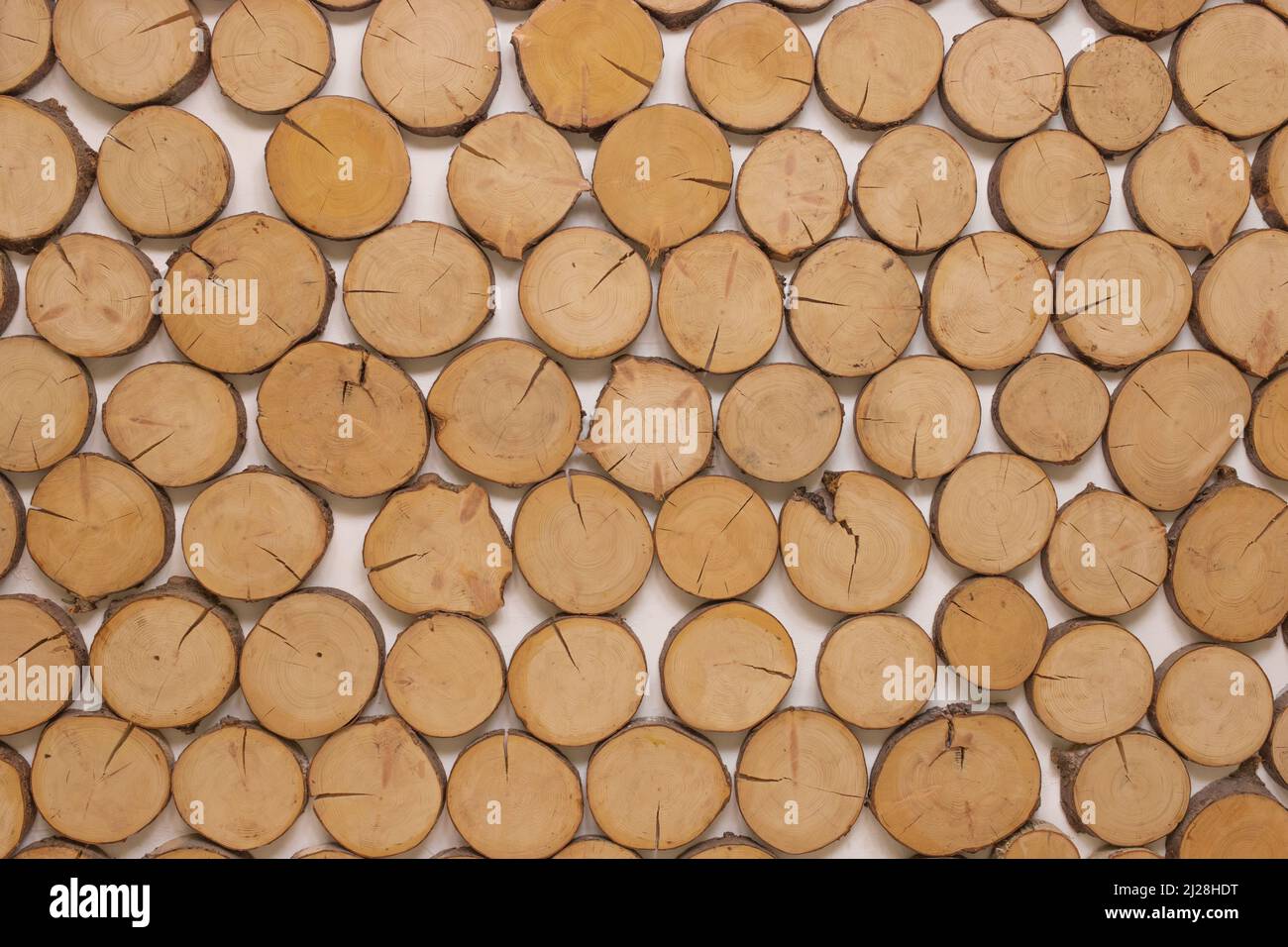 Timber round annual wooden rings, logs tree wood interior forest ...