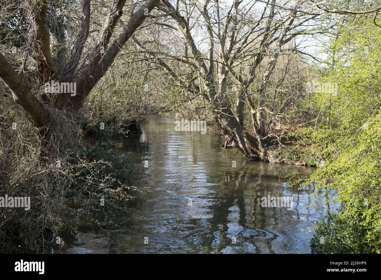 Tributary of the River Thames, Windsor, Berkshire, UK Stock Photo - Alamy