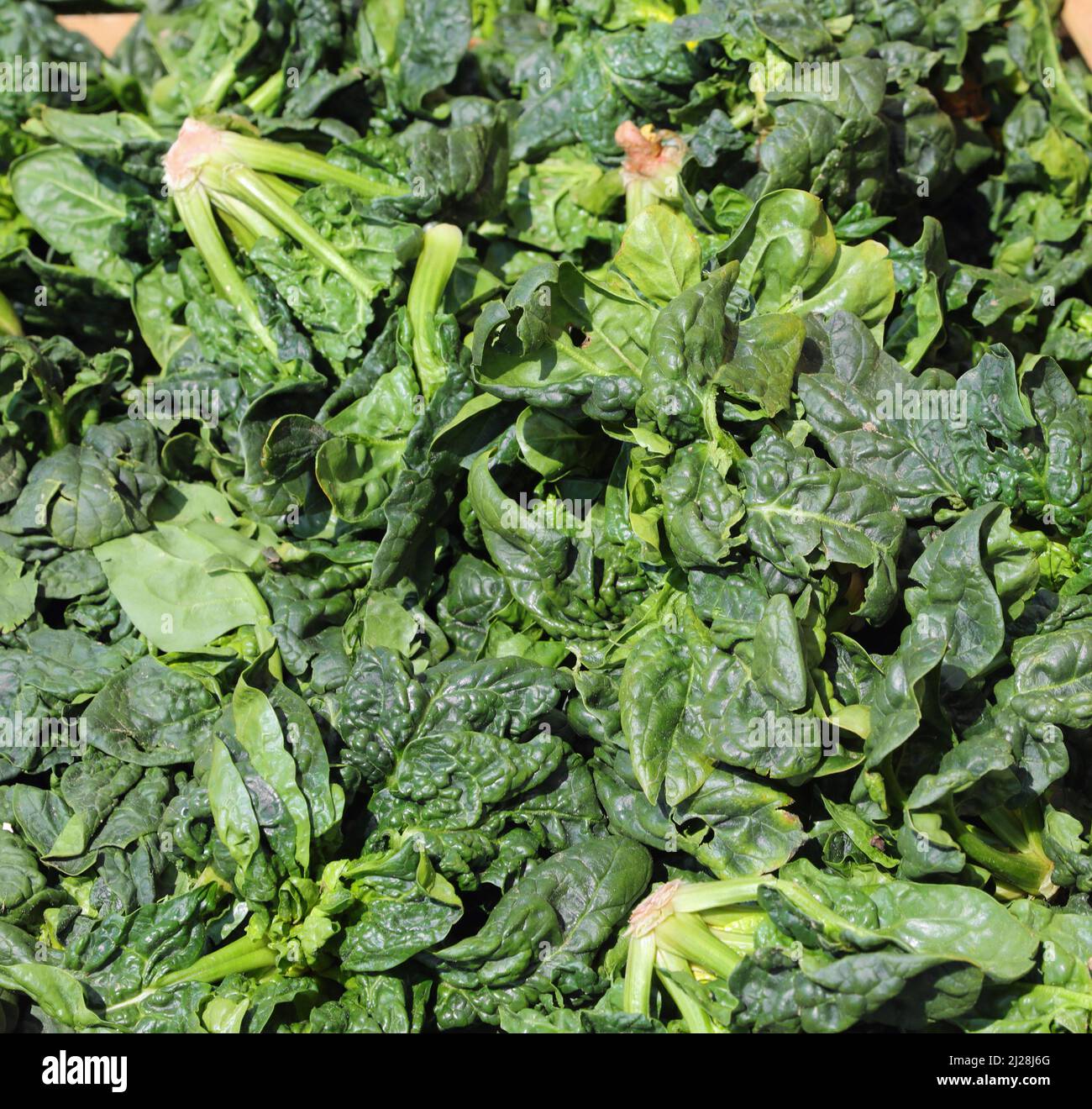 background of green spinach leaves freshly picked from the garden in an ...