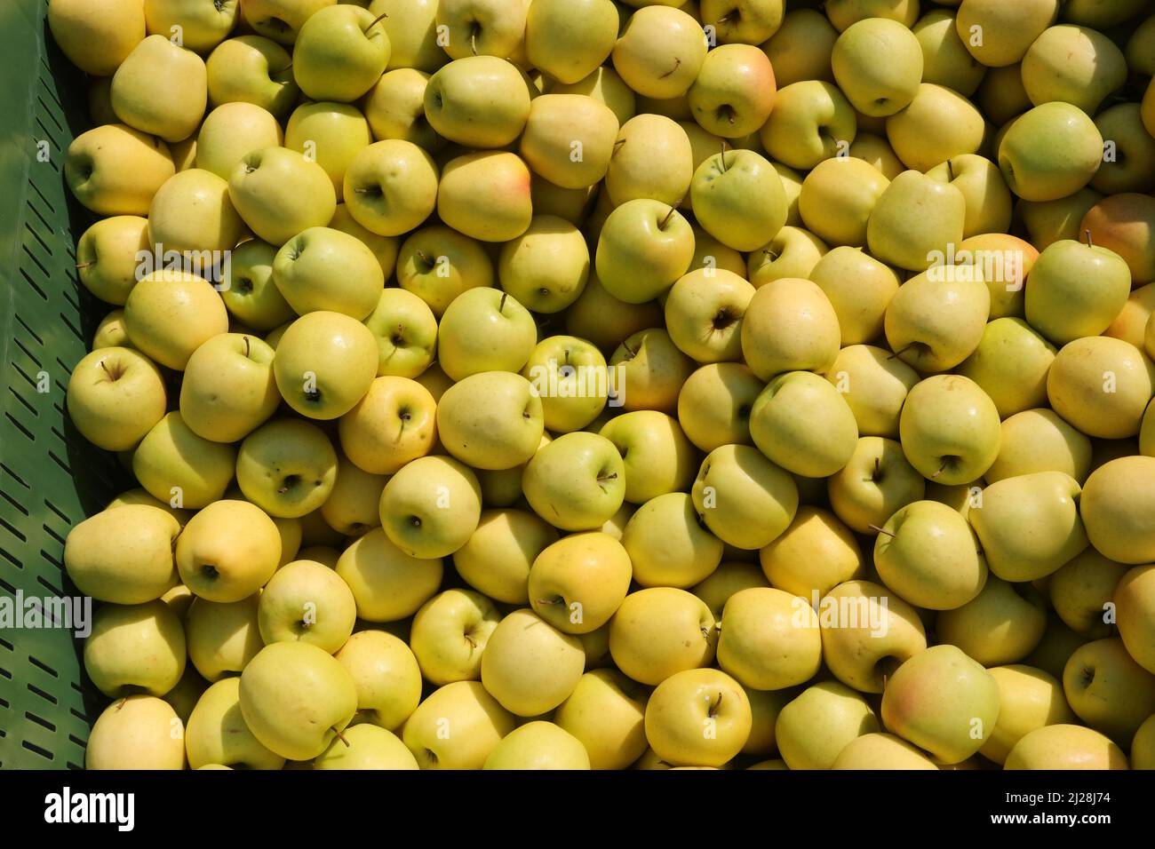 box with a lot of apples grown with organic techniques without the use ...