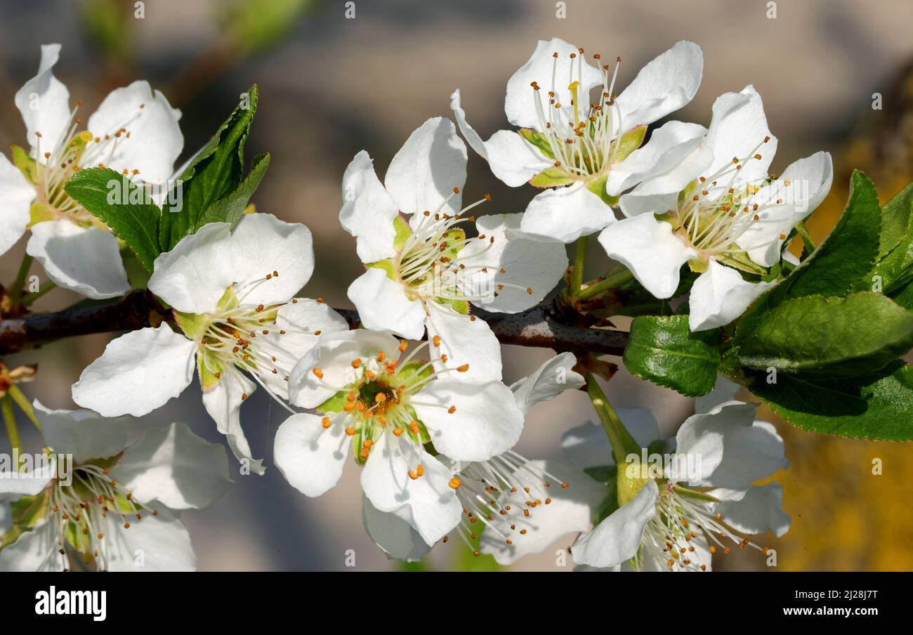 Tree with withe flowers hi-res stock photography and images - Alamy