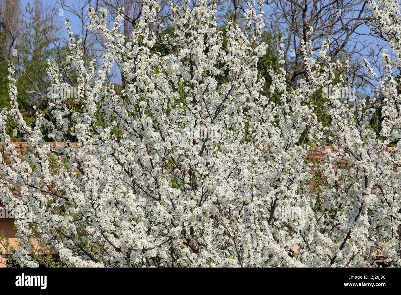 Tree with withe flowers hi-res stock photography and images - Alamy