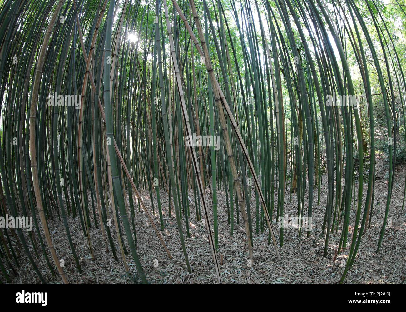 inside a forest of dense very tall bamboo canes Stock Photo - Alamy