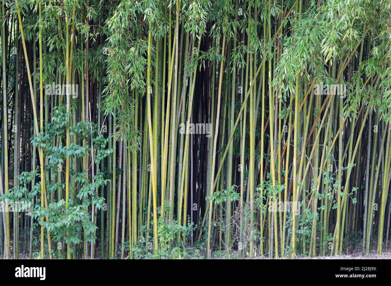 Many Bamboo canes and green leaves which are the favorite food of ...