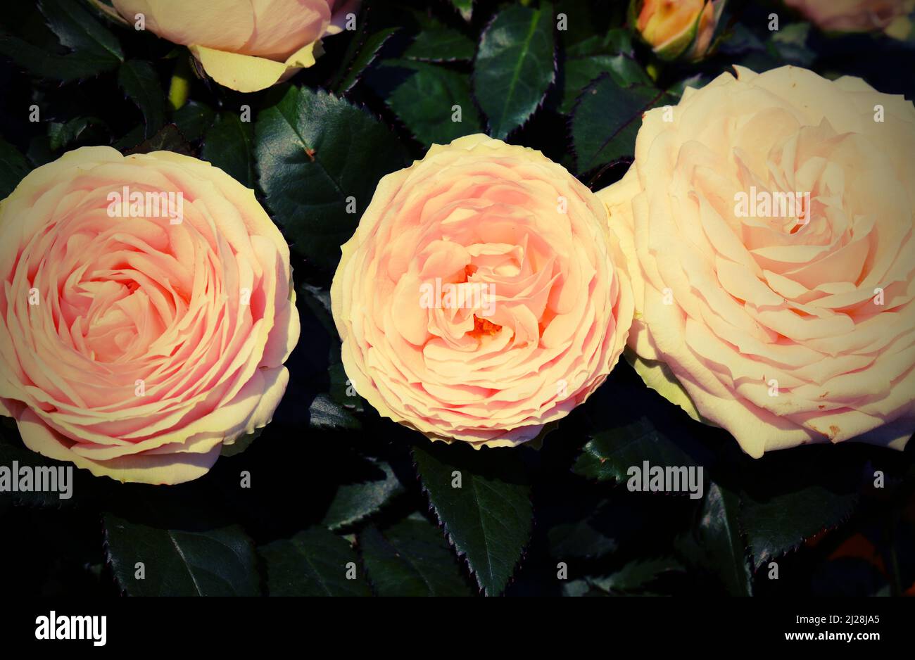 three big roses in the garden with an antique and vintage effect Stock ...