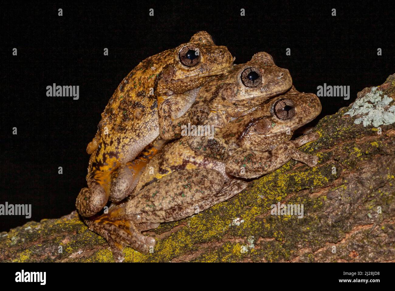 Amplexing frogs hi-res stock photography and images - Alamy