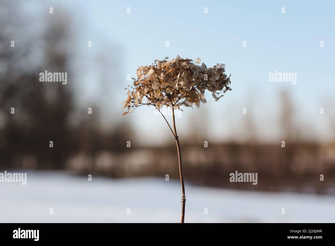 Dry hydrangea branches with flowers on a blurry background. Hydrangea ...