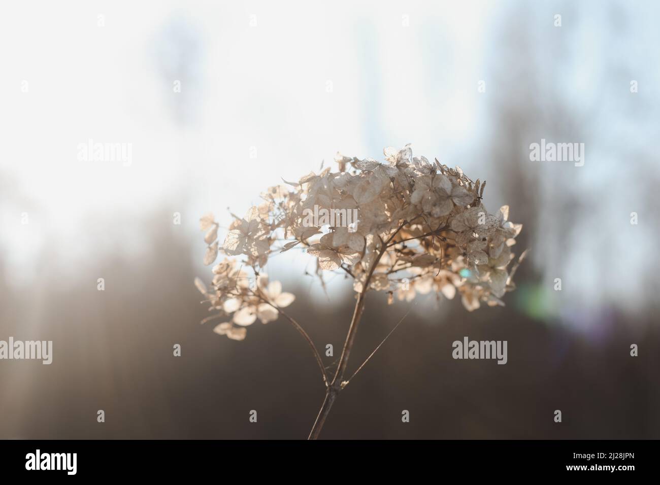 Dry hydrangea branches with flowers on a blurry background. Hydrangea ...