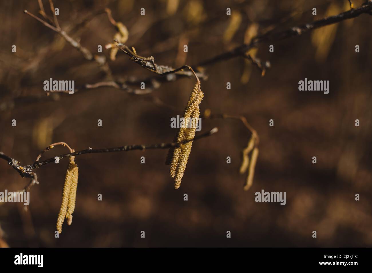 Spring tree birch leaf close up hi-res stock photography and images - Alamy