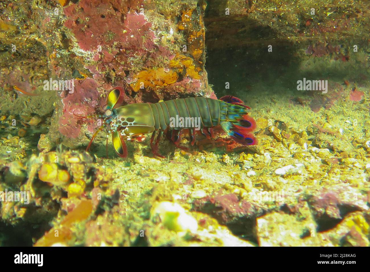 Marine life lobster deep underwater hi-res stock photography and images ...