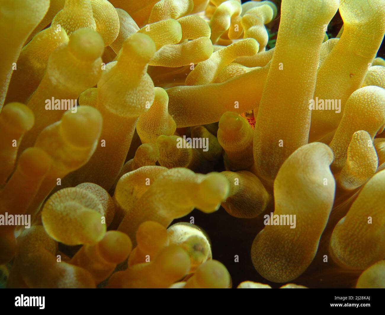 A closeup shot of underwater orange gold yellow soft vegetation Stock ...