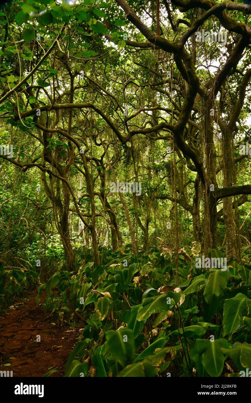 Muddy trail road passing through lush, green tropical jungle with trees ...