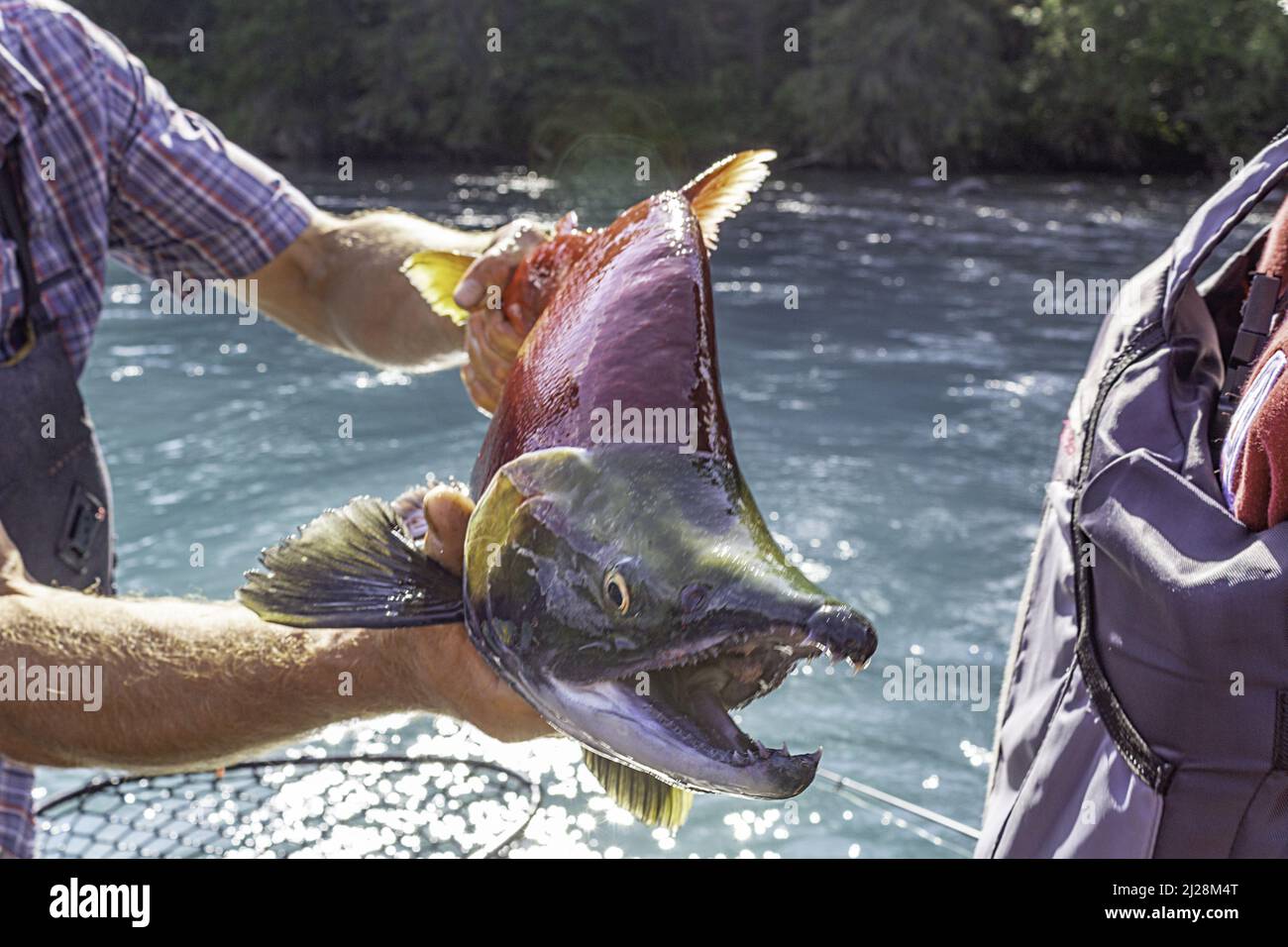A closeup of a man holding a Northern pike fish on a boat Stock Photo ...