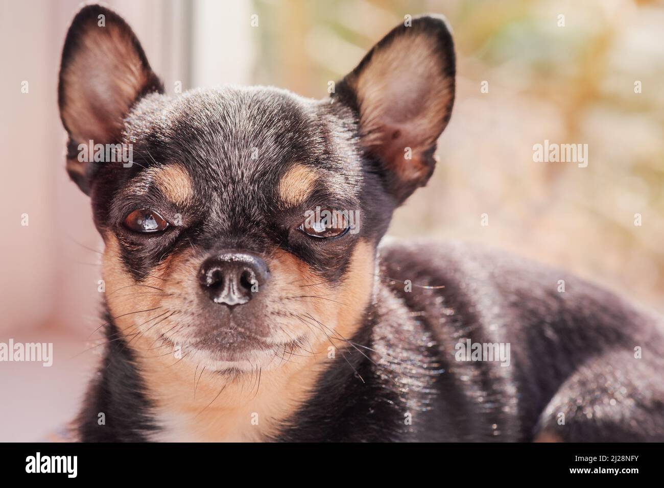 Pet Animal Chihuahua Dog Tricolor In Front Of The Window Stock Photo
