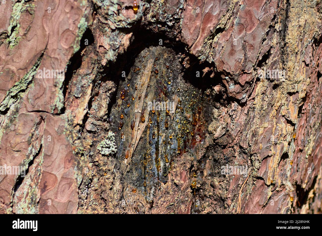 Liquid amber tree hi-res stock photography and images - Alamy