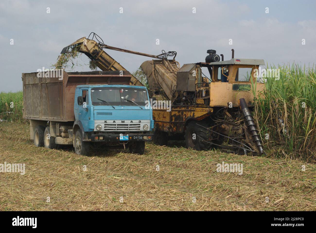 Workers cutting sugar cane hi-res stock photography and images - Alamy