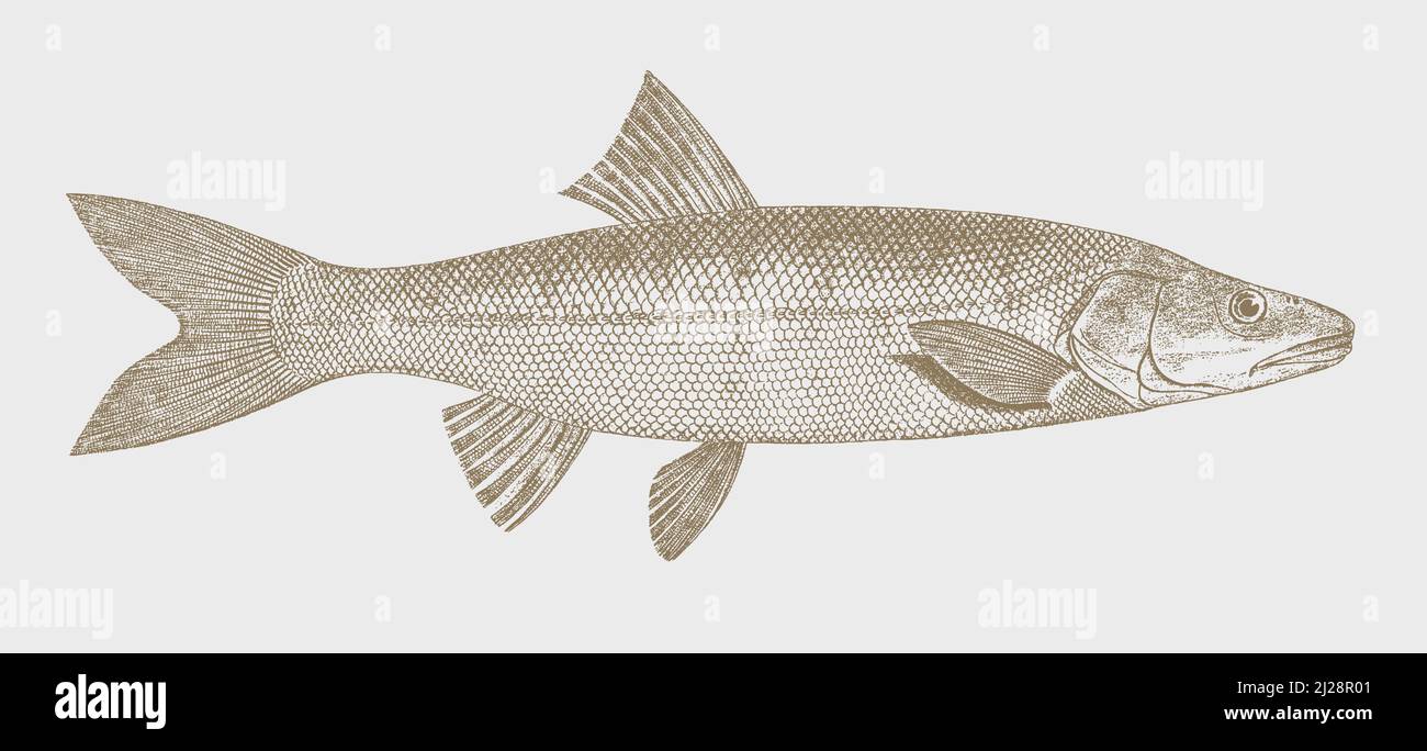 Northern Pike Minnow