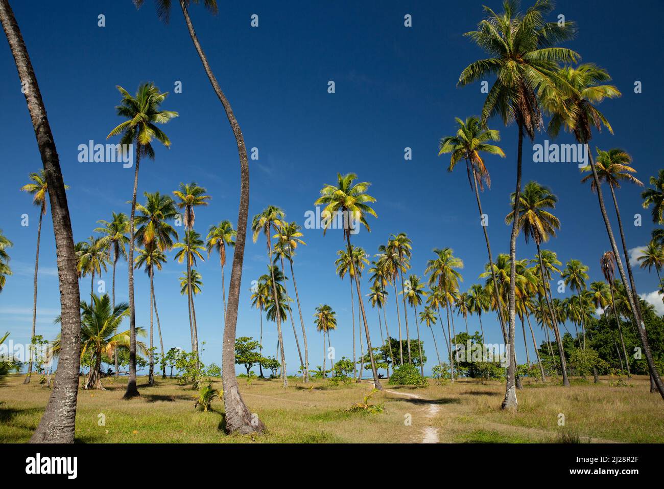 Palm trees on Mo'orea, French Polynesia Stock Photo - Alamy