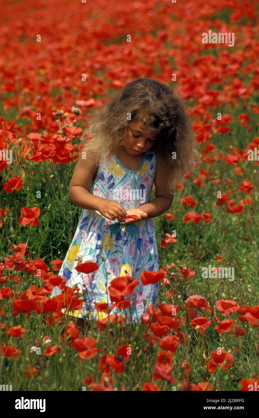 litle girl in field of poppies exploring the flowers, England Stock ...