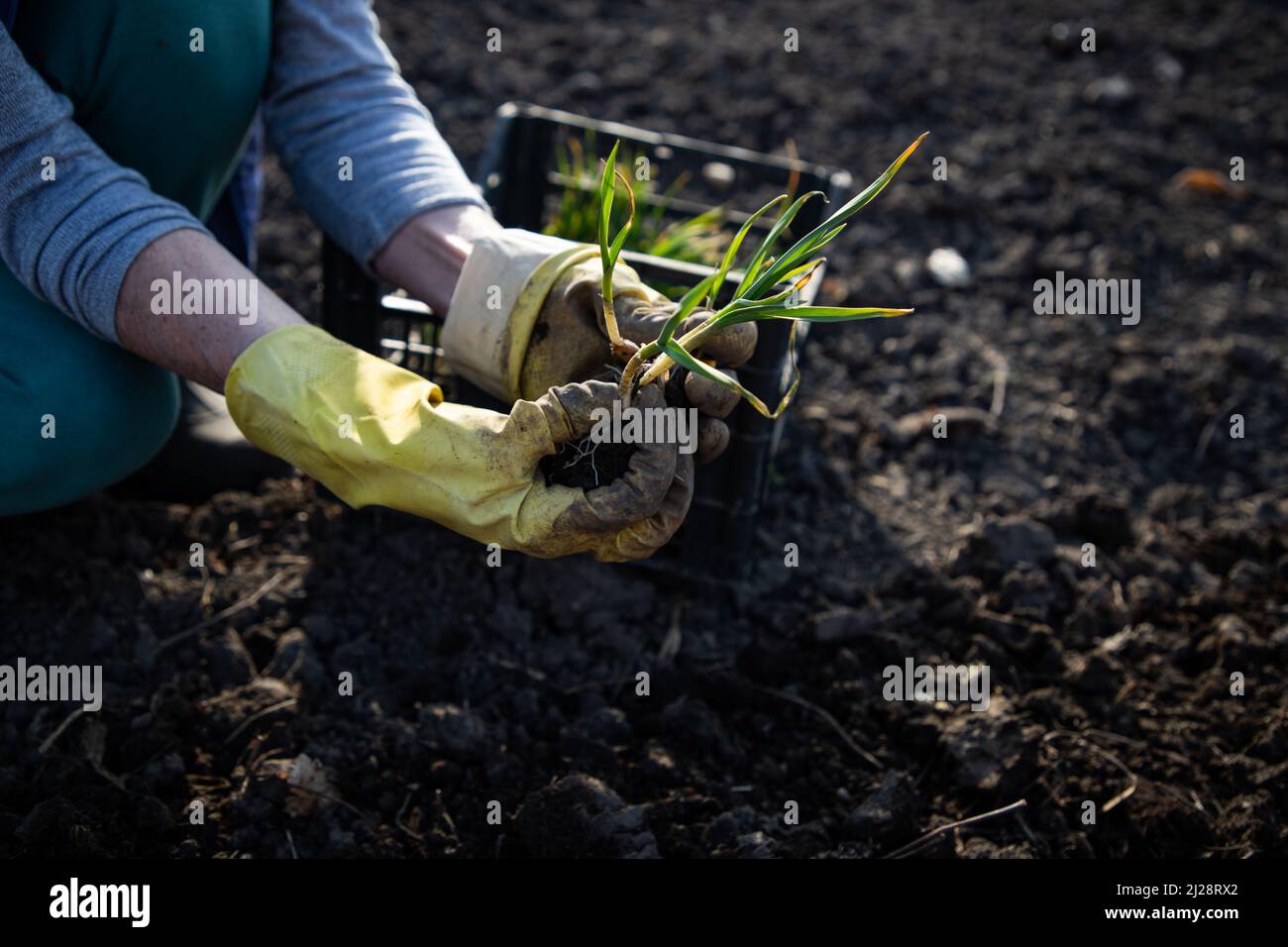farmer planting garlic seedlings in garden Stock Photo - Alamy