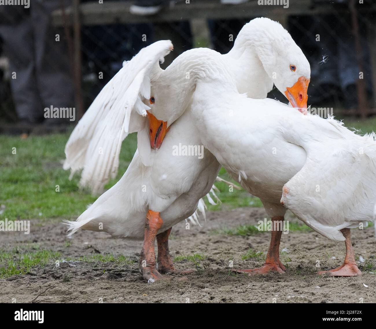 Two funny geese fighting outdoors Stock Photo - Alamy