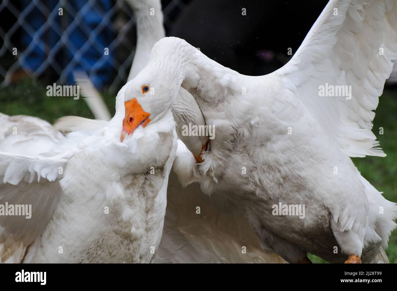 Goose fighting domestic hi-res stock photography and images - Alamy