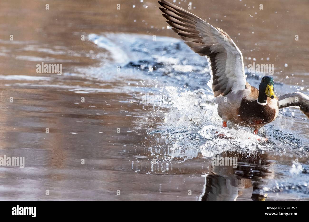 Male duck chasing hi-res stock photography and images - Alamy