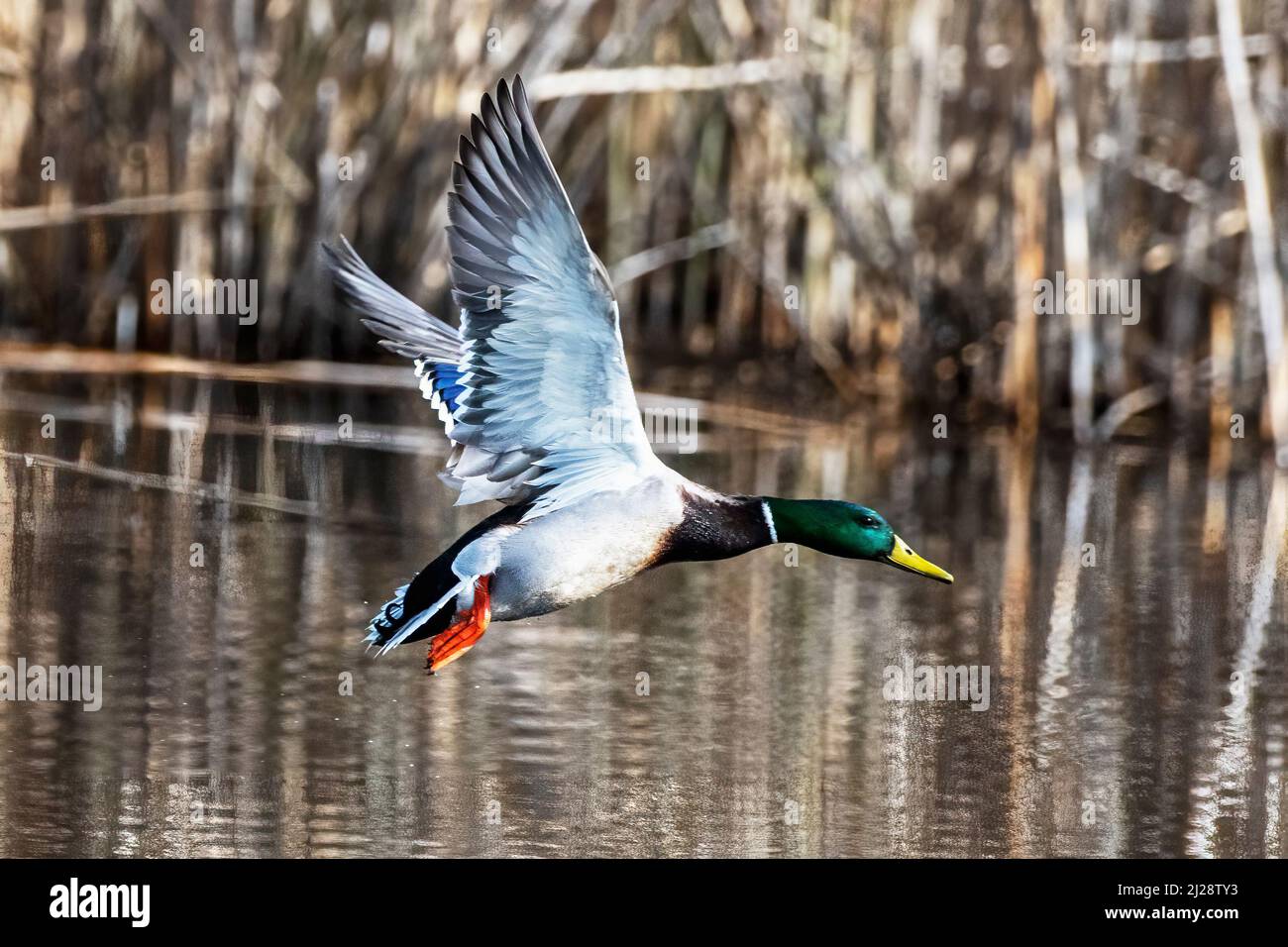 Drake mallard duck flight Stock Photo - Alamy
