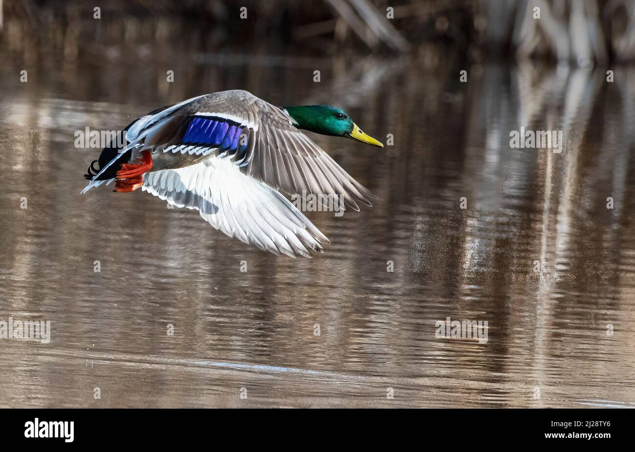Mallard drake duck flying hi-res stock photography and images - Alamy