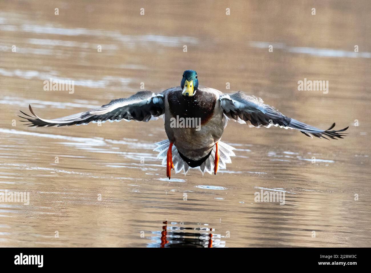 Drake mallard duck flight Stock Photo - Alamy