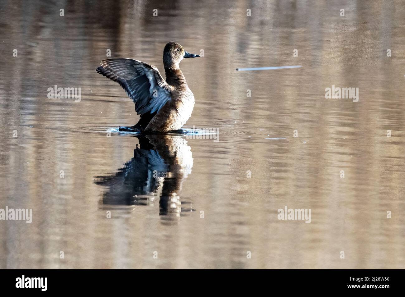Female ring-necked duck flapping wings Stock Photo - Alamy