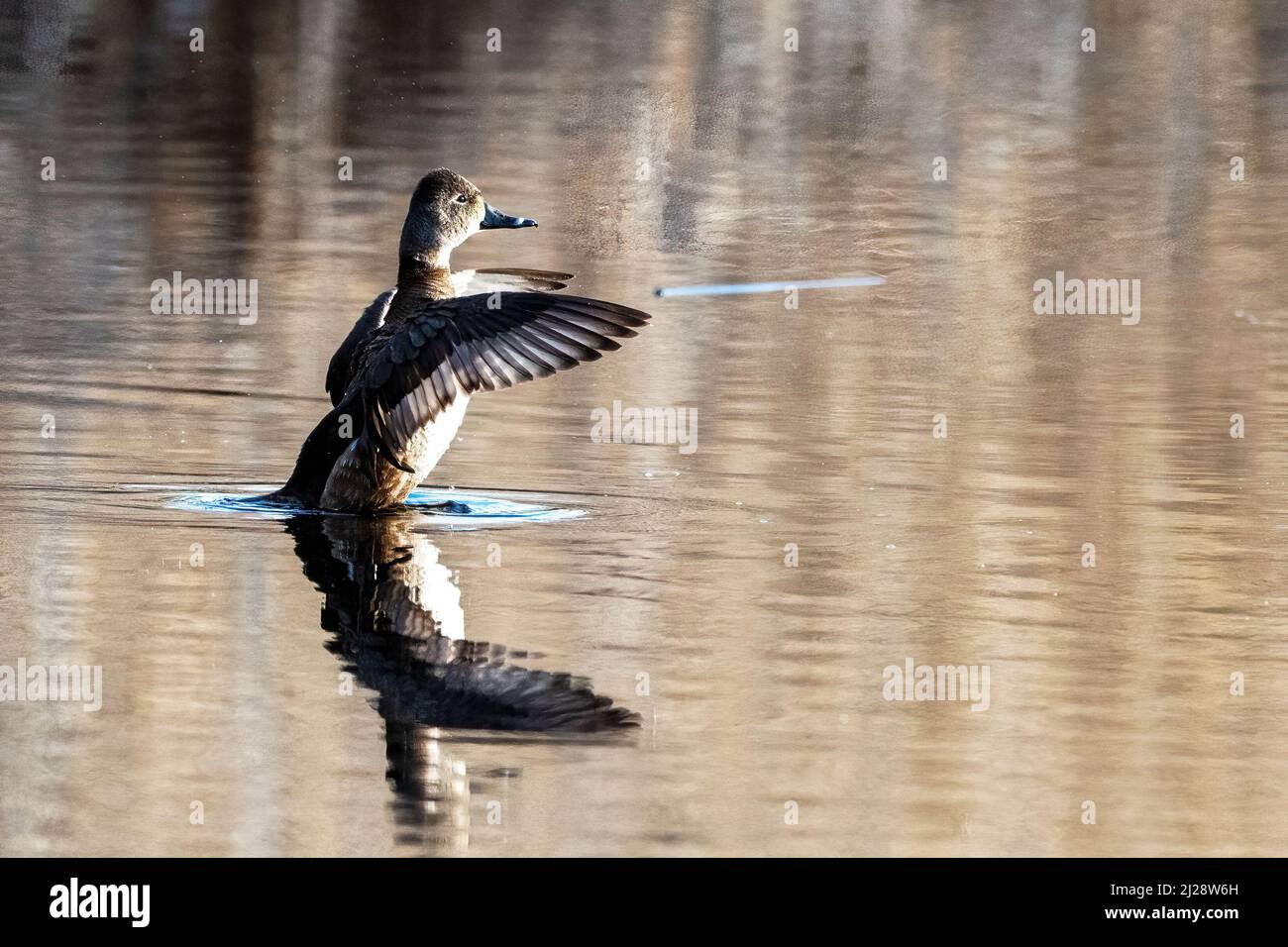 Female ring-necked duck flapping wings Stock Photo - Alamy
