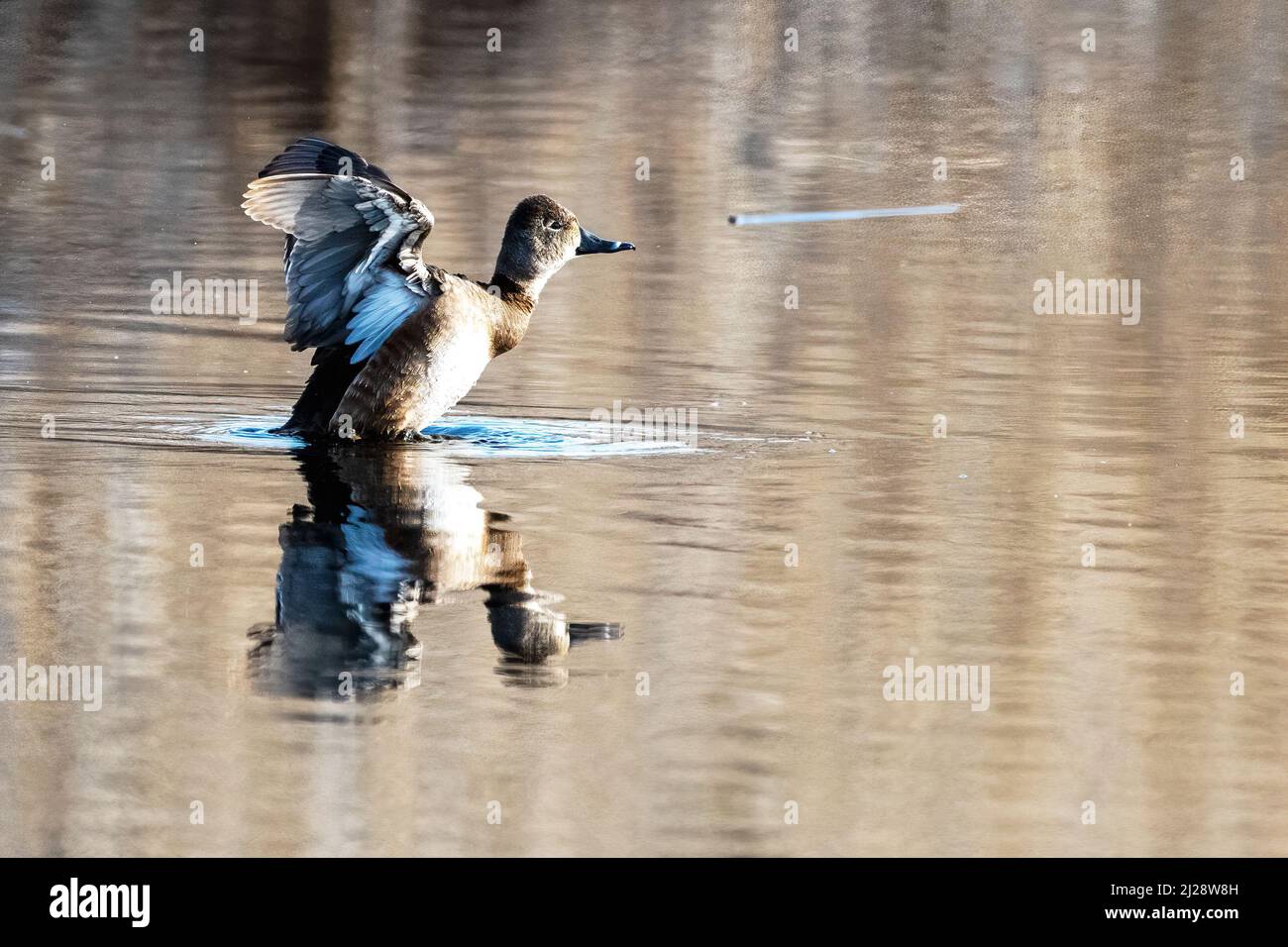 Female ring-necked duck flapping wings Stock Photo - Alamy