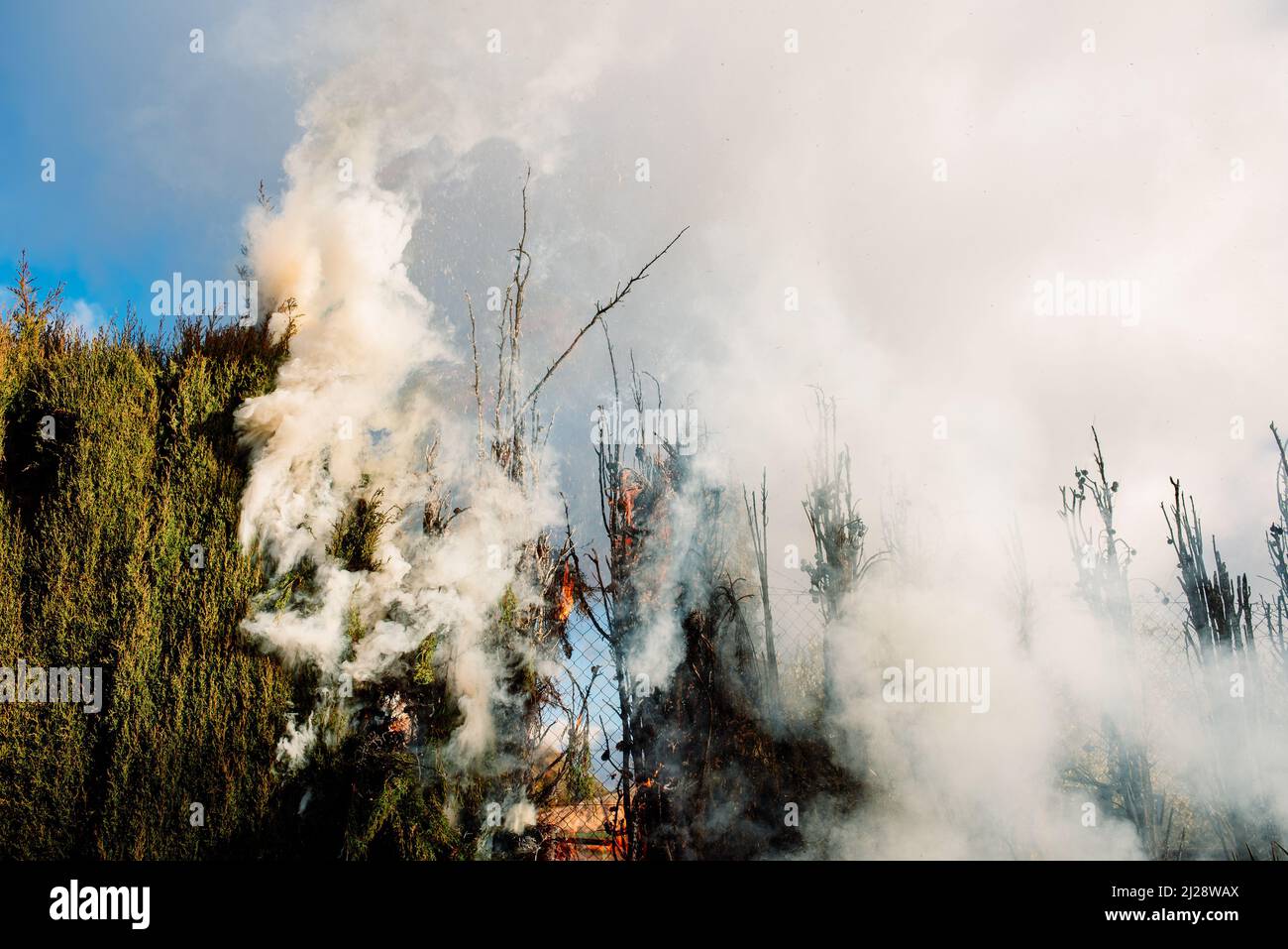 Cypress fence hi-res stock photography and images - Alamy